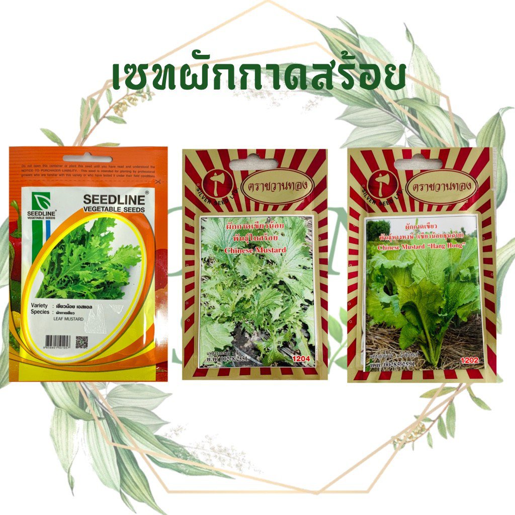 คื่นฉ่าย SL SEEDLINE - pokv0_5mde - ThaiPick