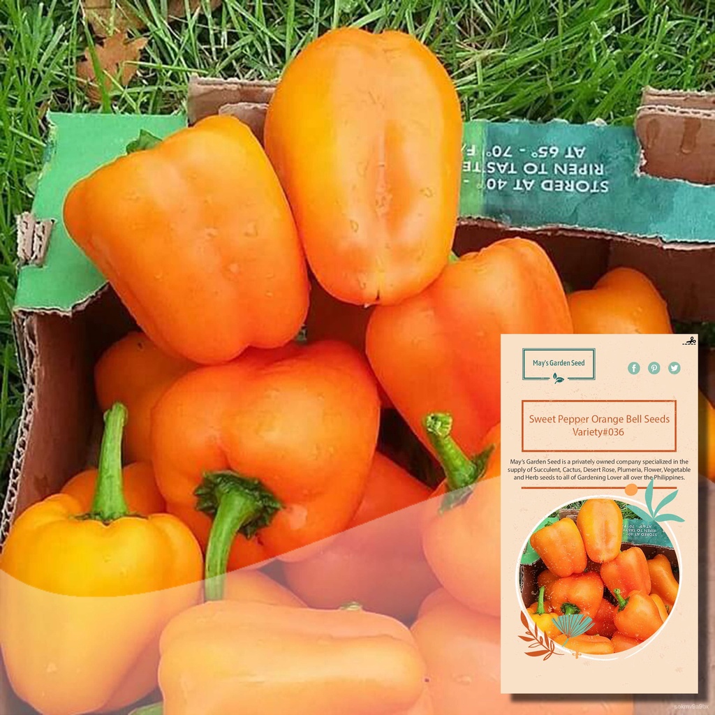 จุดประเทศไทย Sweet Pepper Seeds Orange Bell Vegetable Seeds036เมล็ดอวบ ...