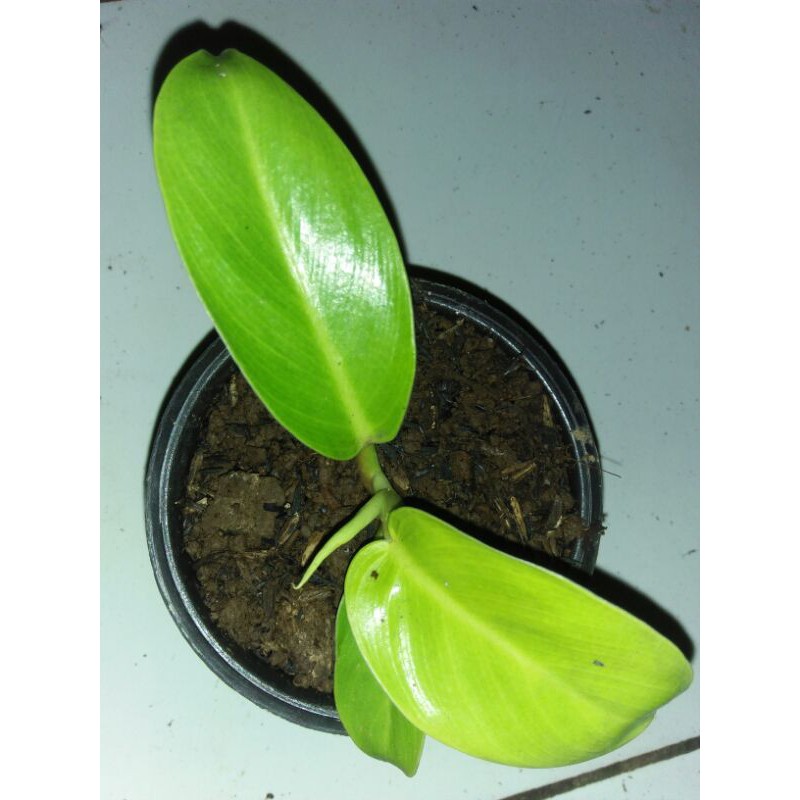 โคมไฟ Philo รูปทรงมะนาว Philo Moonlight สําหรับตกแต่งบ้าน - gelar ...