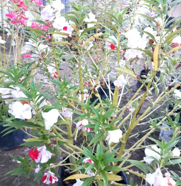 30pcs Benih Bunga Keembung Keembong Garden Balsam Seeds - Single Double ...