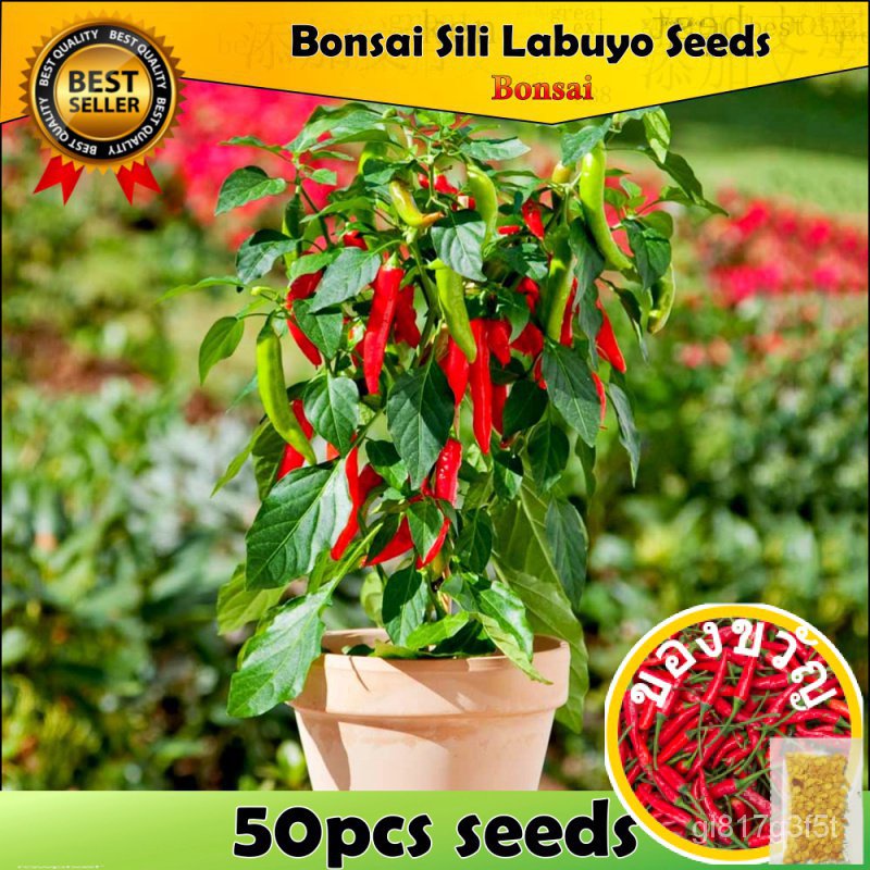 Bonsai Siling Labuyo Seeds -1pack 50pcs Seeds文胸男装手链种子上衣香菜帽子头饰玫瑰鲜花 GSTE ...