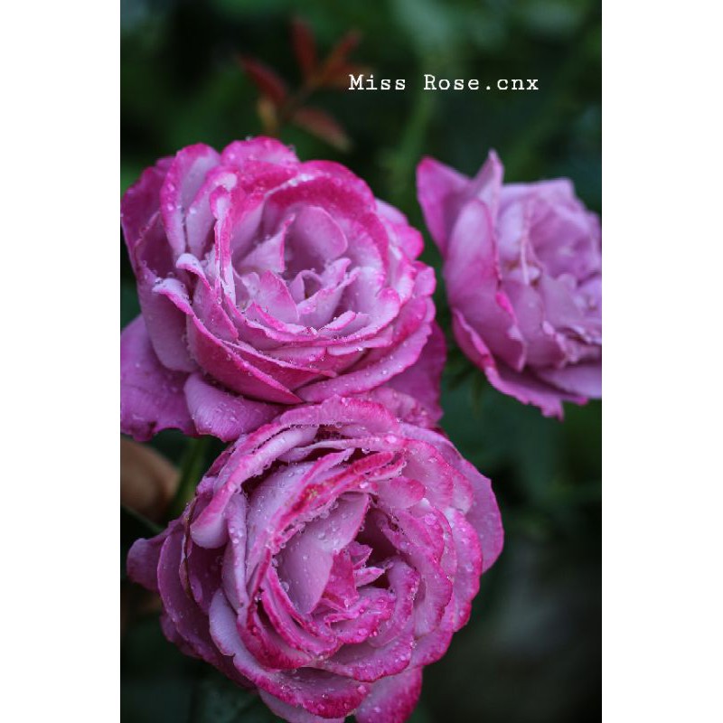 กุหลาบ กลิ่นน้ำหอม บลูริเวอร์ (Blue River Rose) | Shopee Thailand