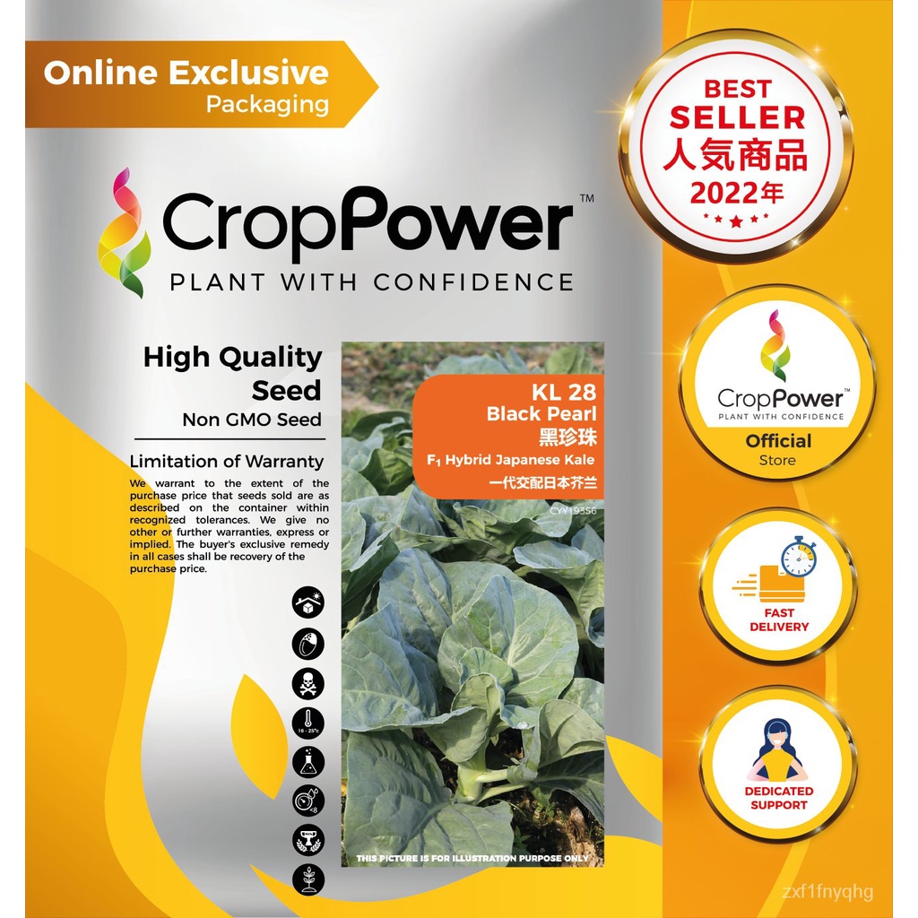 จุดประเทศไทย Kale seeds Benih Kailan ญี่ปุ่นคะน้าเมล็ด Crop Power Black ...