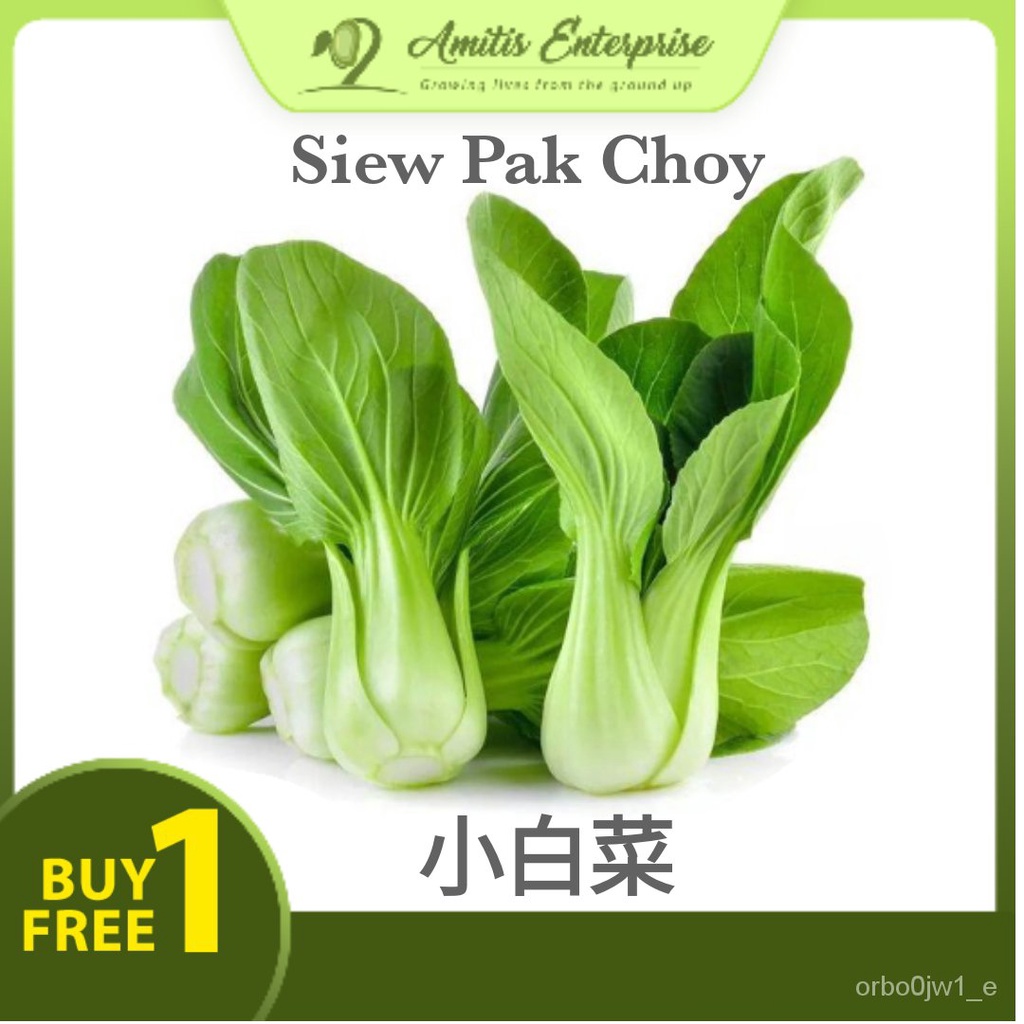 จุดประเทศไทย Promotion 400 Seeds Buy 1 Free 1 Siew Pak Choy 400 seeds ...