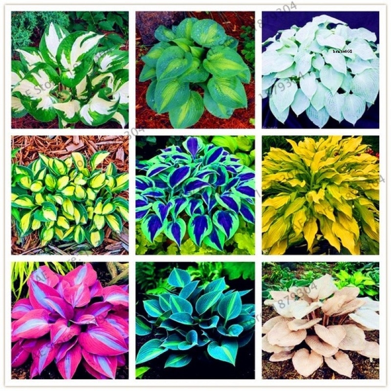 ขายส่ง บอนสี 50 เมล็ด เมล็ดพันธุ์ Hosta plantaginea Caladium Seeds บอน ...