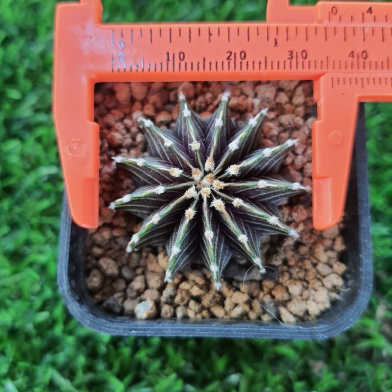 VOS014a แท้ ไม้เมล็ด - comsan2529 - ThaiPick