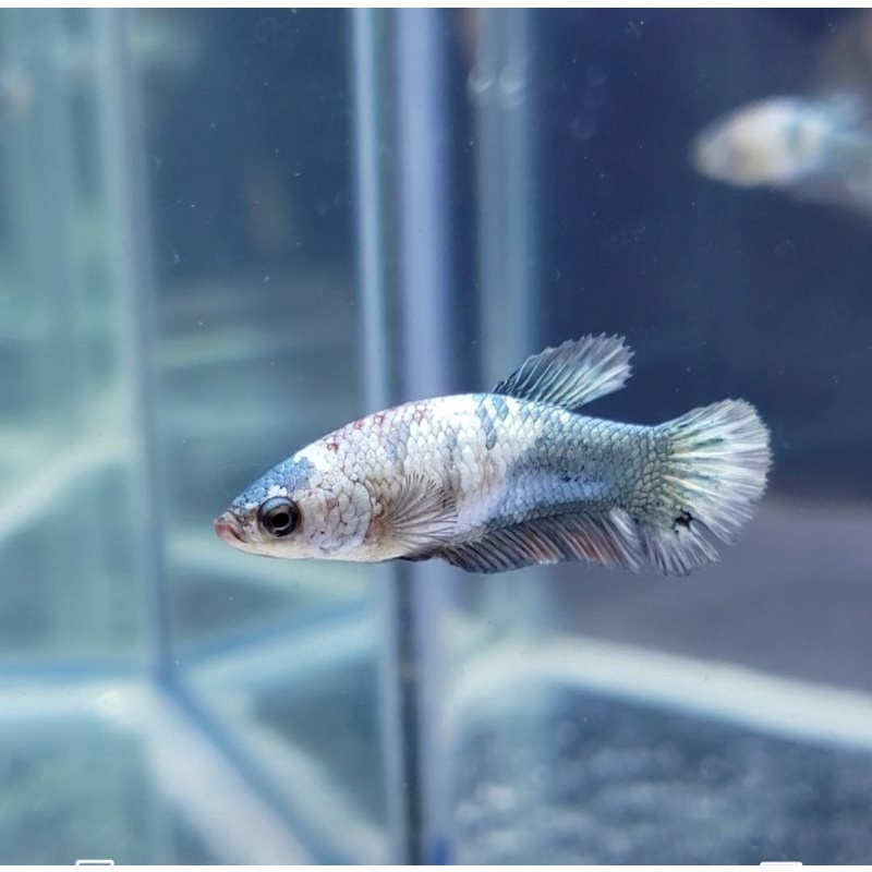 ปลากัด แม่พันธุ์ ลูกผสม copper + white scale red star tail ‼️ไข่แน่น ...