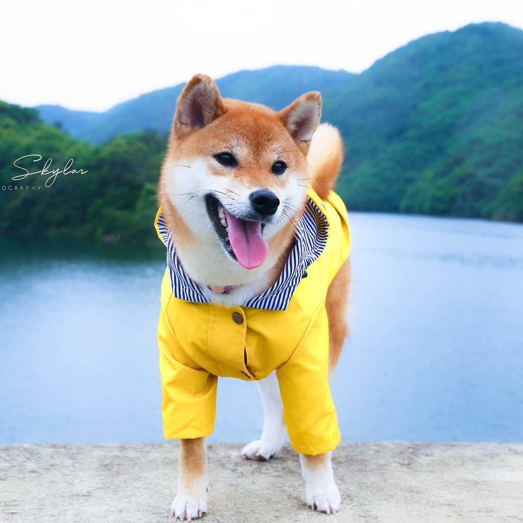 ♝เสื้อกันฝนแบรนด์ Shiba Inu เสื้อกันฝนสำหรับสัตว์เลี้ยง สุนัข เสื้อกัน ...