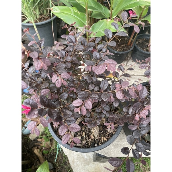 ต้นหงส์ฟู่หรือต้นมั่งมีศรีสุข - klanprasom_tree - ThaiPick