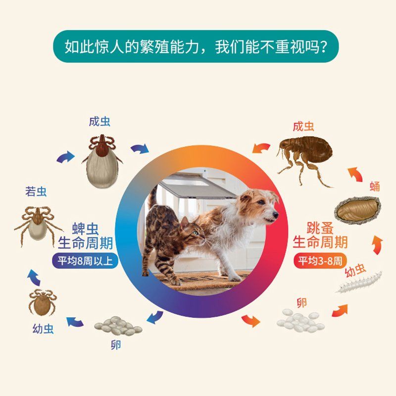 fCpJ สุนัขตัวเล็ก, สุนัขตัวเล็ก, สุนัขตัวเล็ก4.5-10kgสุนัขสุนัขการงาน ...