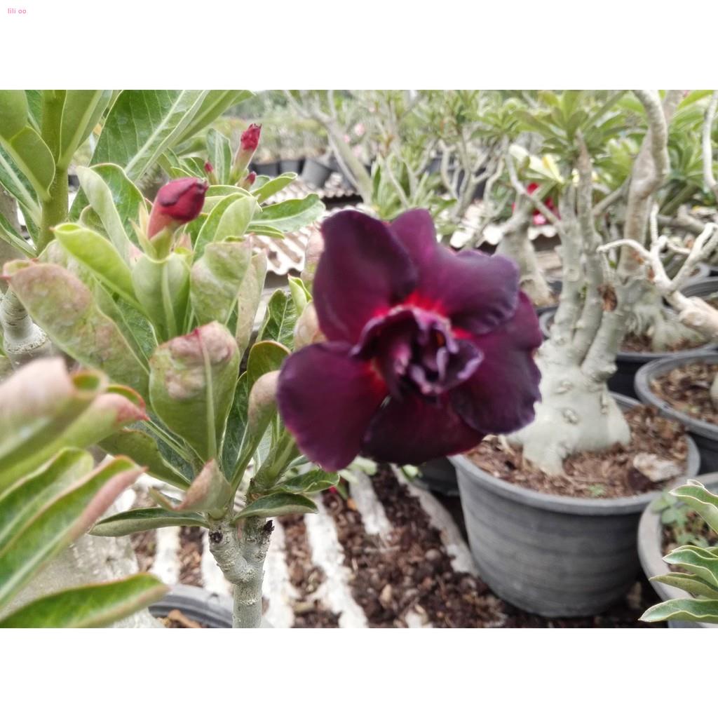 Adenium ถูกที่สุด พร้อมโปรโมชั่น - ธ.ค. 2021 | BigGo เช็คราคาง่ายๆ