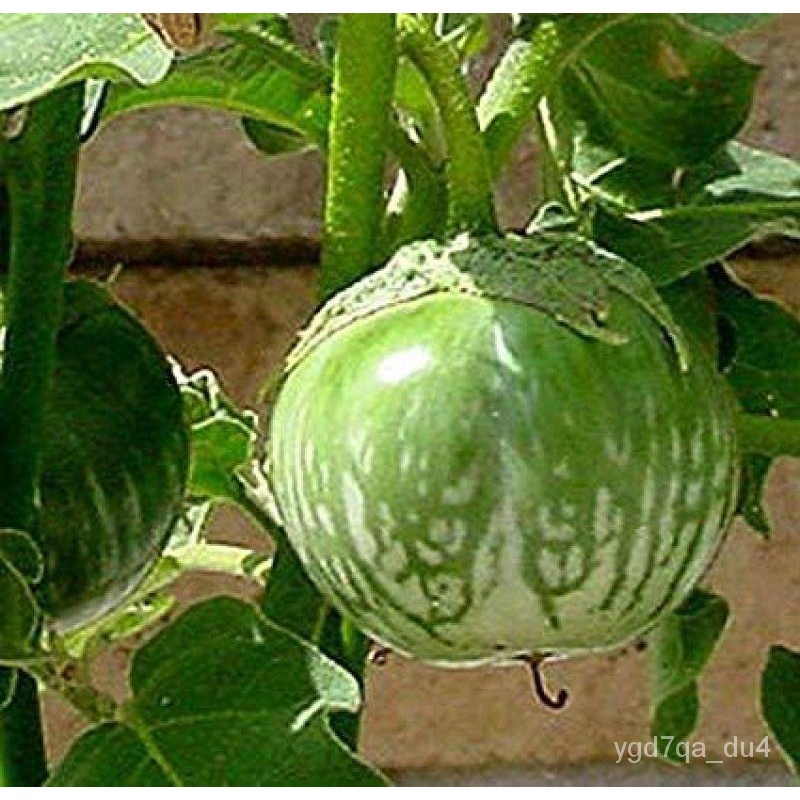 จุดประเทศไทย ILOCOS EGGPLANT ROUND GREEN VEGETABLE SEEDS (105 seeds ...
