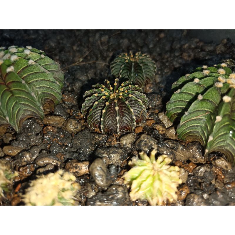 lb 2178 แท้ไม้เมล็ด 13 พู ถูกที่สุด พร้อมโปรโมชั่น พ.ค. 2025 | BigGoเช็คราคาง่ายๆ