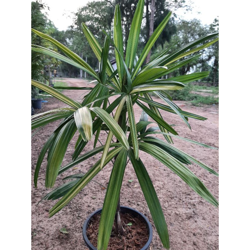 ต้นจั๋งด่าง ถูกที่สุด พร้อมโปรโมชั่น มิ.ย 2024|BigGoเช็คราคาง่ายๆ