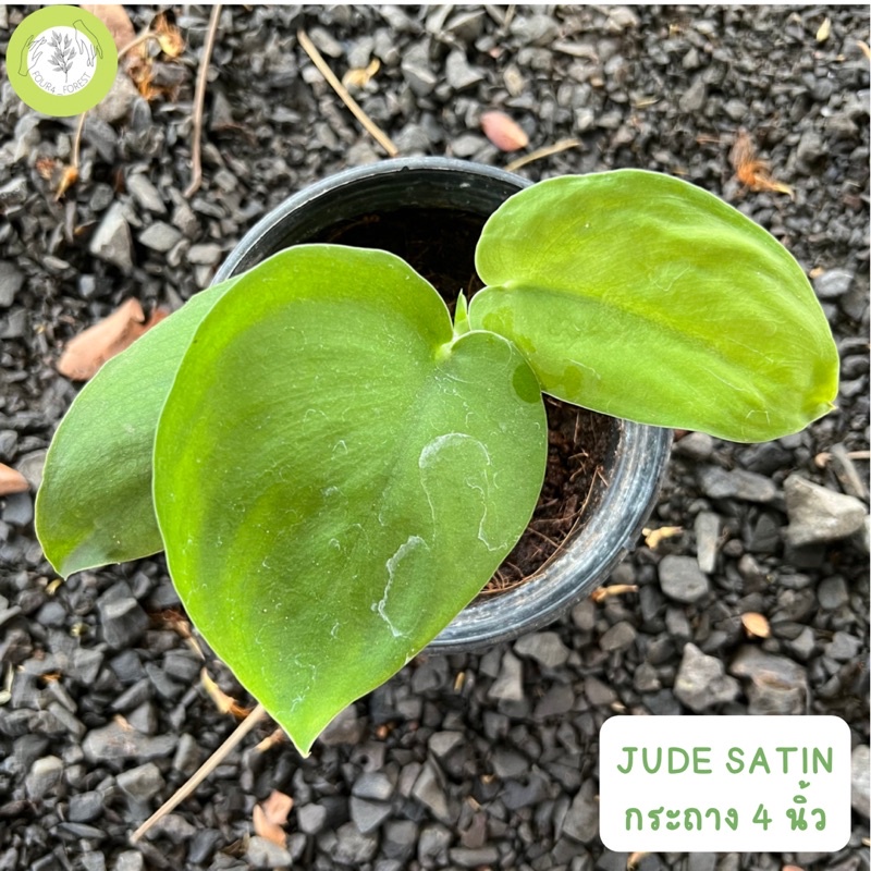 Scindapsus jade satin ☘️ กระถาง 4 นิ้ว (จัดส่งทั้งกระถาง) | Shopee Thailand