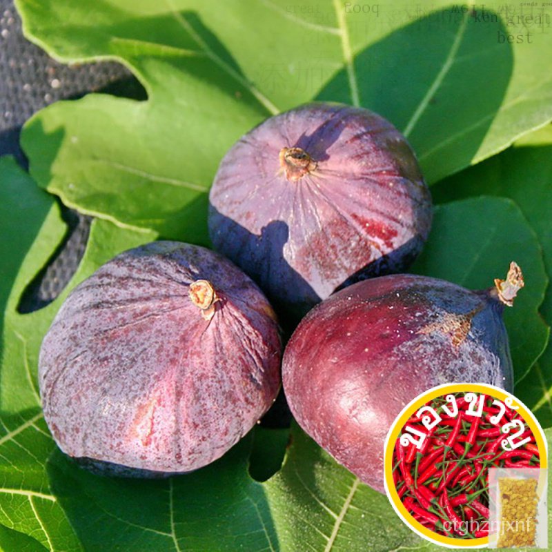 Igos ถูกที่สุด พร้อมโปรโมชั่น มิ.ย 2023|BigGoเช็คราคาง่ายๆ