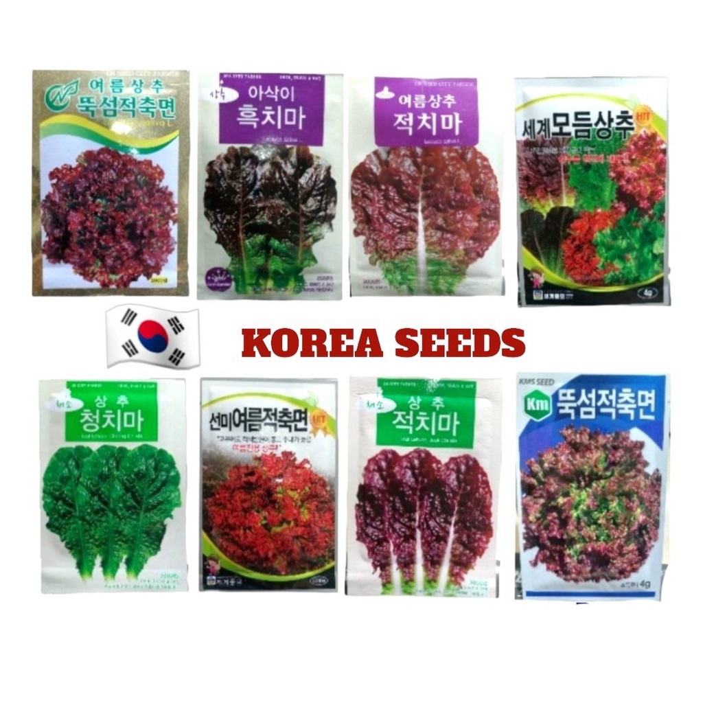 จุดประเทศไทย KOREA GREEN LETTUCE SEED LETTUCE AUTHENTIC FROM SOUTH ...