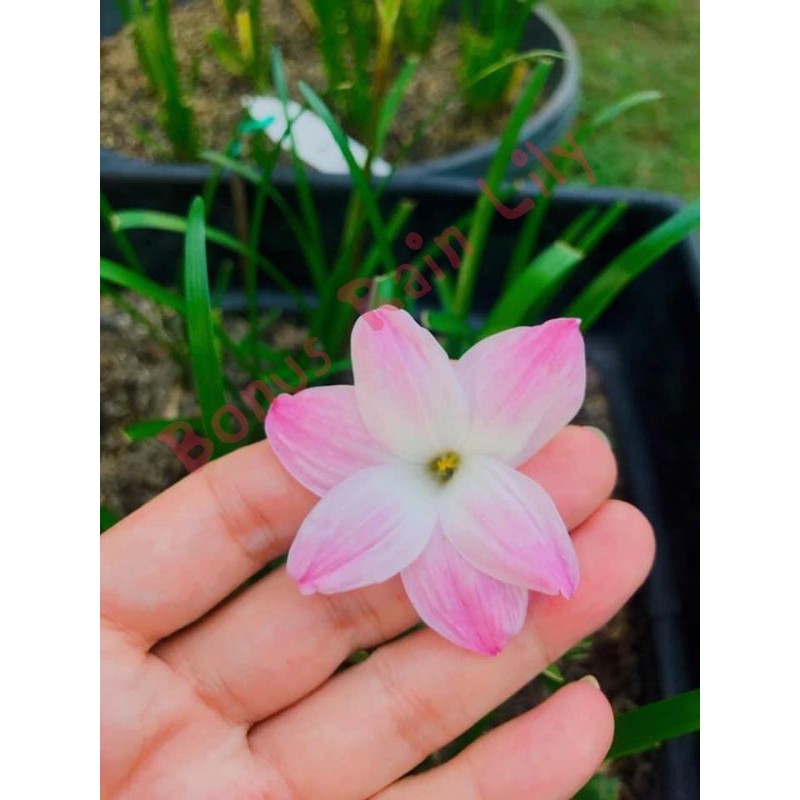 บัวดินลิลลี่พาย ถูกที่สุด พร้อมโปรโมชั่น ธ.ค. 2025 | BigGoเช็คราคาง่ายๆ