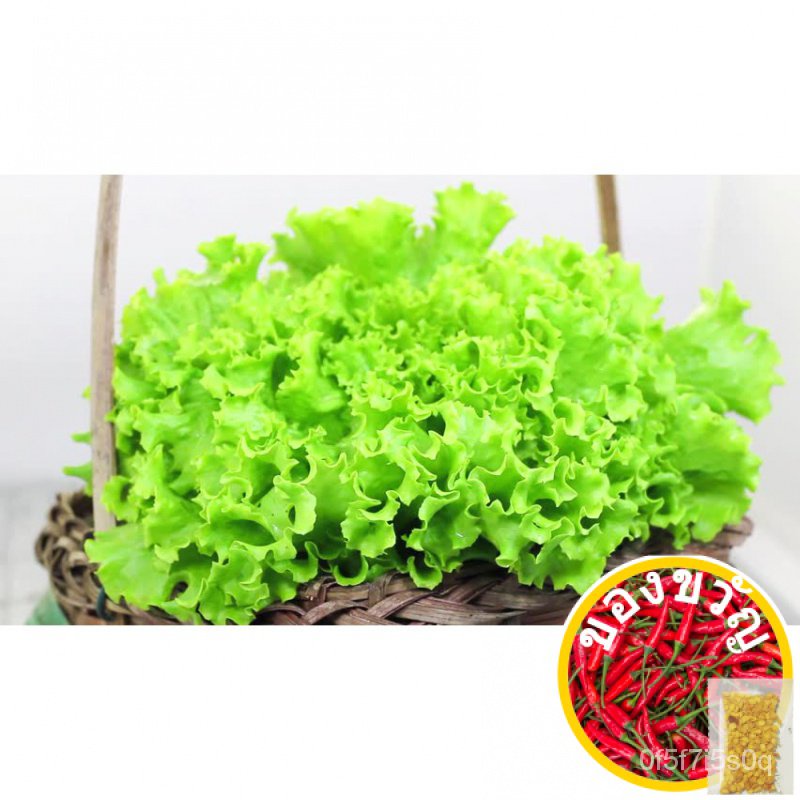 Lettuce Leafy Green Altima Loose Leaf Lettuce Seeds ...