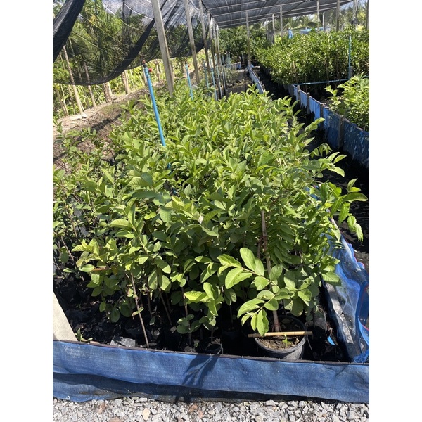 กิ่งพันธุ์ฝรั่งกิมจู4ต้น100 - prajak_palnt - ThaiPick