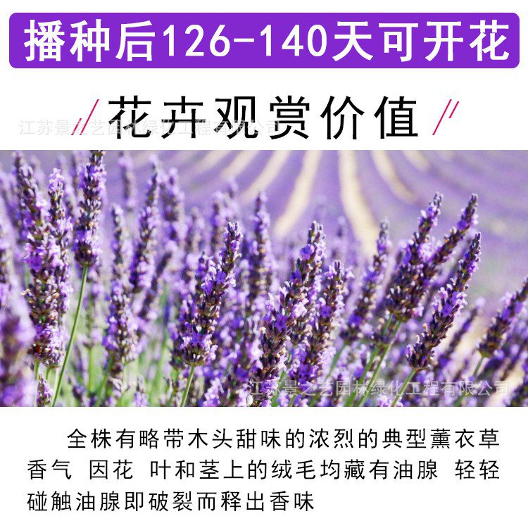 100 Pcs Bibit Bunga Lavender Empat Musim Untuk Balkon Halaman 4Hj1 ...