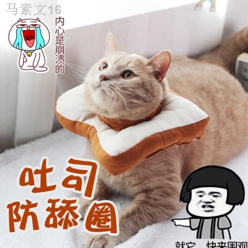 Cat Elizabeth laps sterilization supplies collar licking the soft cloth ...