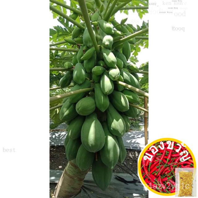 F1 KNOWN YOU Red lady papaya seed ไต้หวัน Red Concubine เมล็ดมะละกอF1 ...