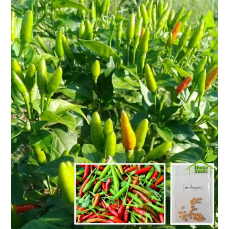 เมล็ดพันธุ์ พริกขี้หนูสวน 30เมล็ด(10 แถม 1 คละได้ ) - home_seeds - ThaiPick