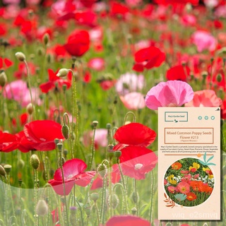 เมล็ดMixed Common Poppy Seeds, Papaver Rhoeas Seeds, Flower#213 เมล็ด ...
