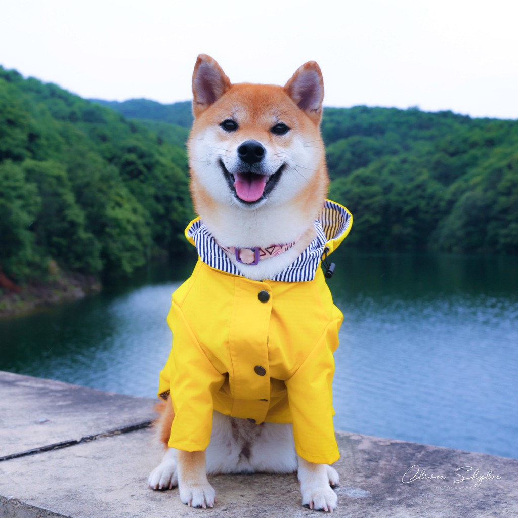 ♝เสื้อกันฝนแบรนด์ Shiba Inu เสื้อกันฝนสำหรับสัตว์เลี้ยง สุนัข เสื้อกัน ...