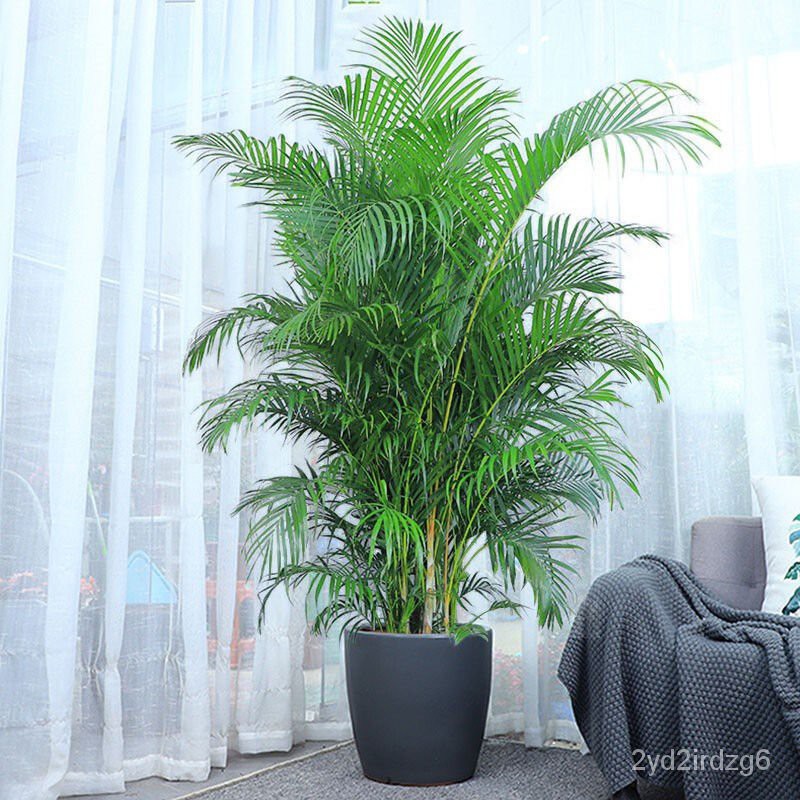 กระถางดอกไม้เพลิงกระถางฟีนิกซ์ไม้ไผ่ห้องนั่งเล่นในร่มพืชสีเขียวขนาดใหญ่ ...
