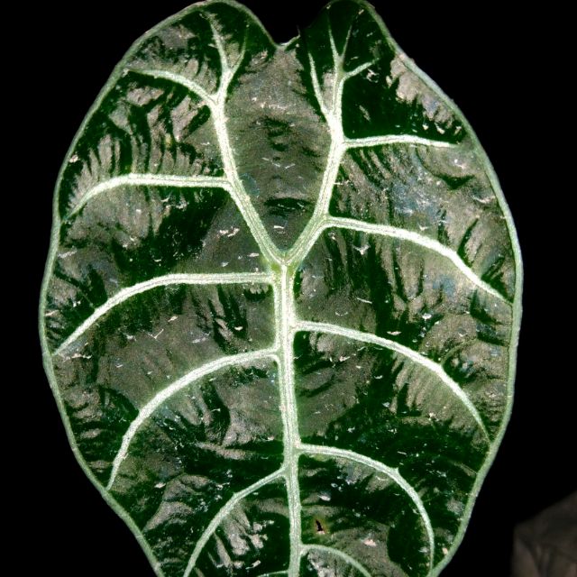 mizammi, ร้านค้าออนไลน์ | Shopee Thailand