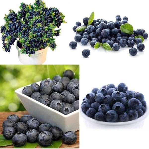 50Pcs Blueberry Tree Seed Fruit Blueberry Seed Potted Bonsai Seeds ...