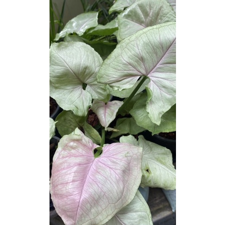 syngonium bold allusion ออมเงิน | Shopee Thailand