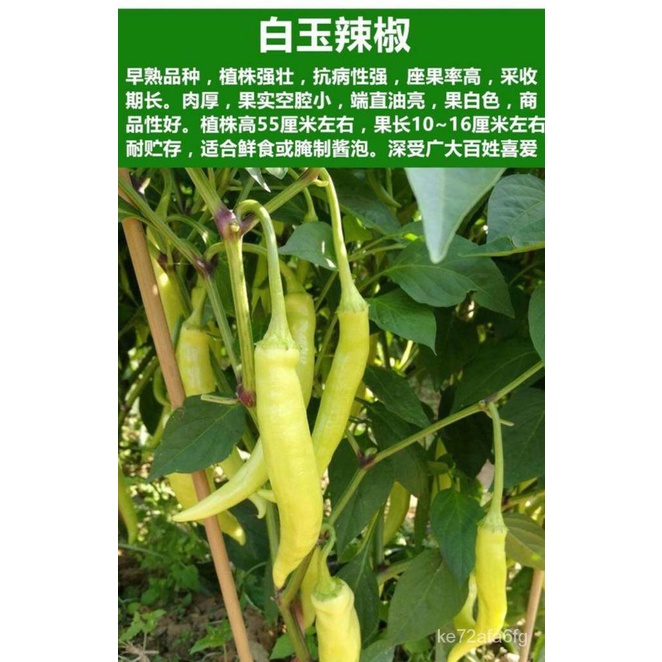 Biji Benih Lada Jed Putih (30 Seeds) หยกขาวพริกไทยเมล็ด Formica สีขาว ...