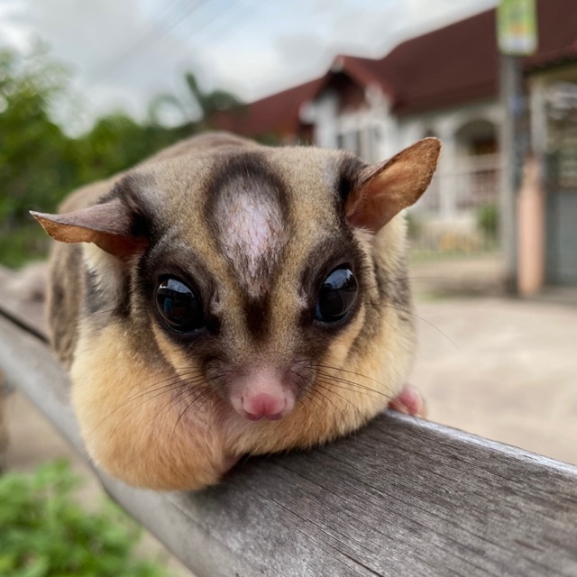 kaitoon petshop, ร้านค้าออนไลน์ | Shopee Thailand