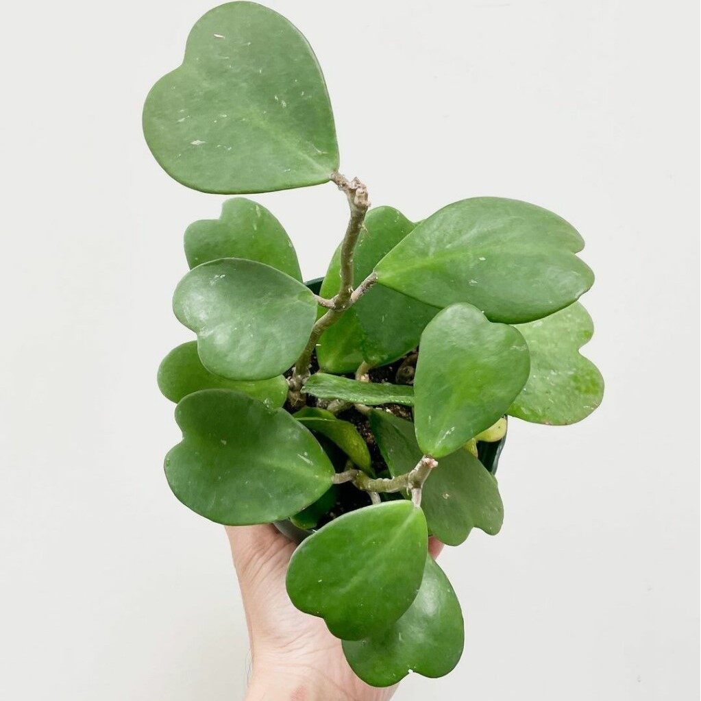 Hoya Kerrii โฮย่า ใบรูปหัวใจ ไม้เลื้อย ต้นไม้แห่งสัญญลักษณ์แห่งความรัก ...