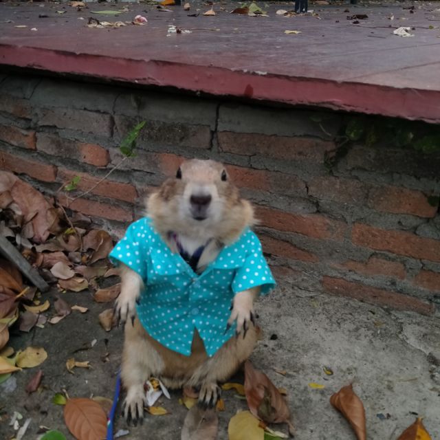 Tualek Tualek, ร้านค้าออนไลน์ | Shopee Thailand