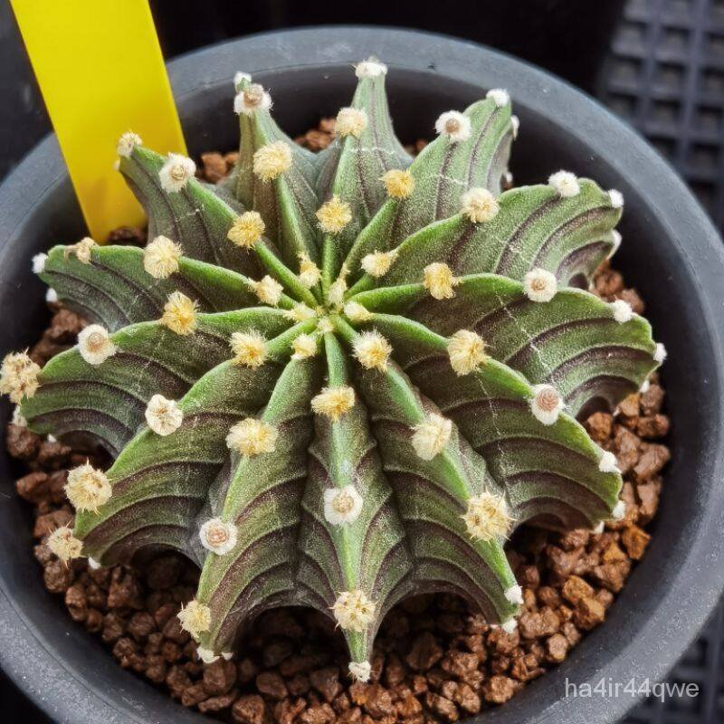 สปอตสินค้าเมล็ดอวบอ้วน LB2178 แท้ 12-13 พู 10-35 เมล็ด cactus แคคตัส กระบองเพชรเมล็ดอวบอ้วน 100 ...