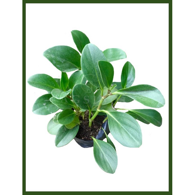 จุดประเทศไทย Peperomia Baby Rubber (ESTABLISHED)เมล็ดอวบอ้วน 100 รอคอย ...