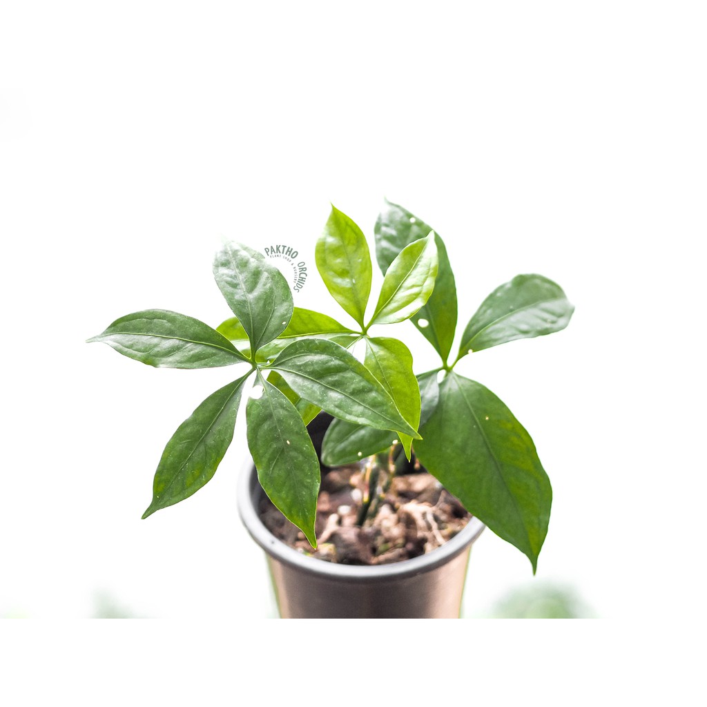 Anthurium digitatum | Shopee Thailand