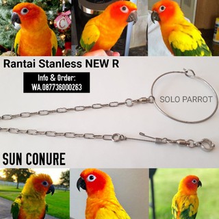 Sun Conure Chain V2DW | Shopee Thailand