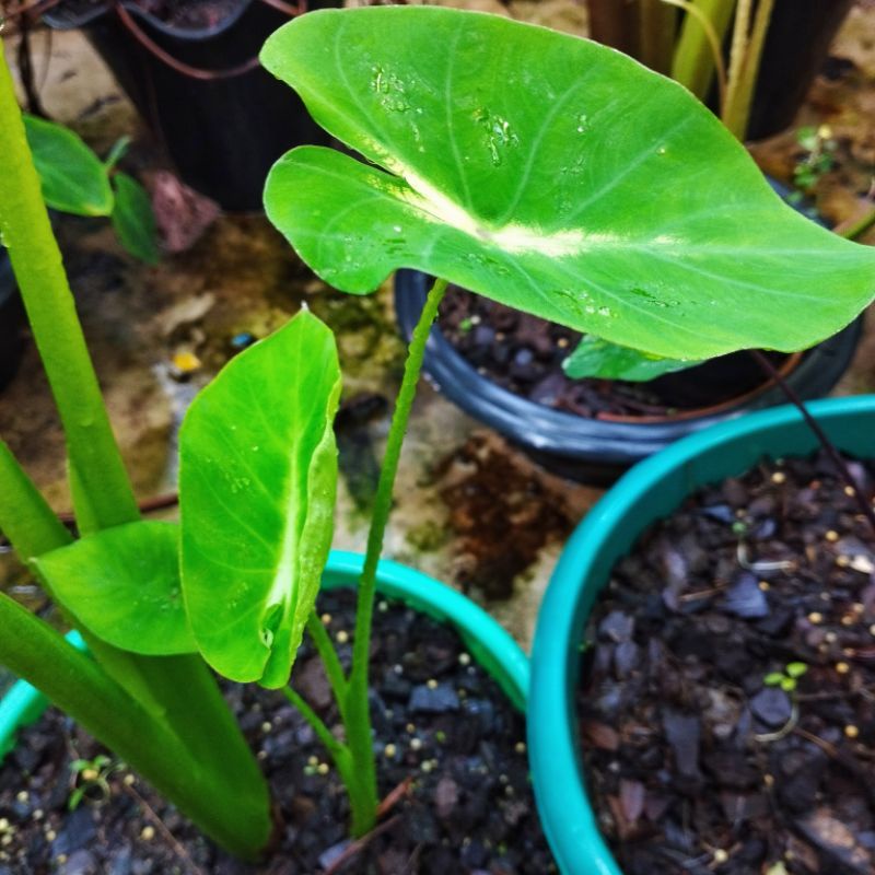 Colocasia maui sunrise โคโลคาเซีย เมาอิซันไรส์ เมาอิซันไรส์ - kimtahu_plants - ThaiPick