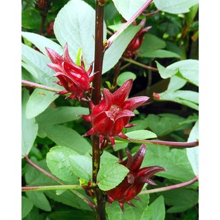 เมล็ดพันธุ์ สมุนไพร ฮิบิคัส Zinger Hibiscus | Shopee Thailand
