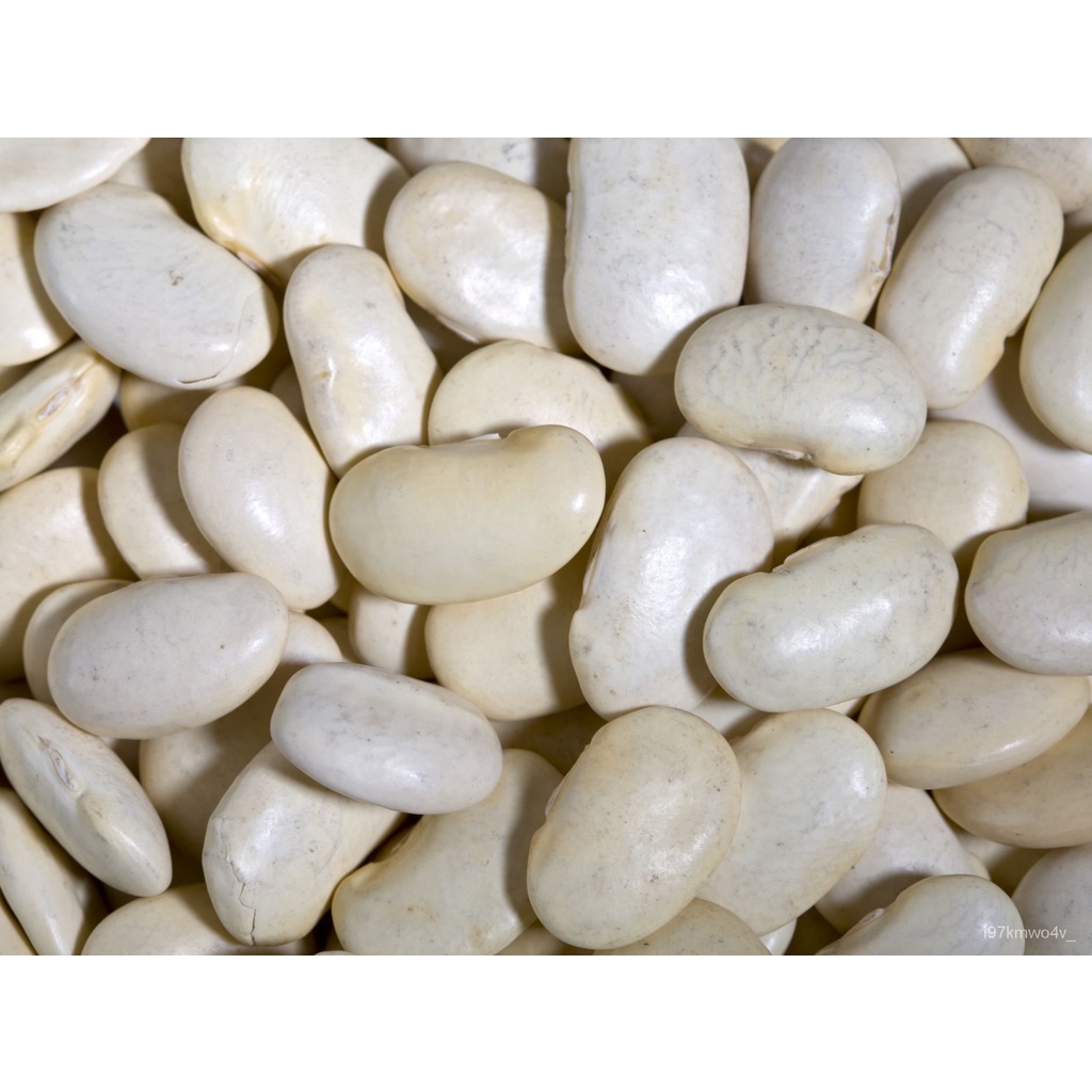 จุดประเทศไทย Lima Beans PATANI BEANS 4grams 6-8 seeds Vegetables Plants ...