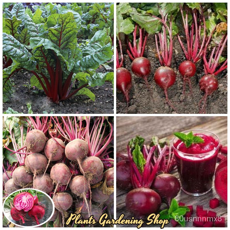 เมล็ดพันธุ์ ถูก คละเมล็ดพันธุ์ บีทรูท Beetroot Seeds Red Beet Vegetable ...
