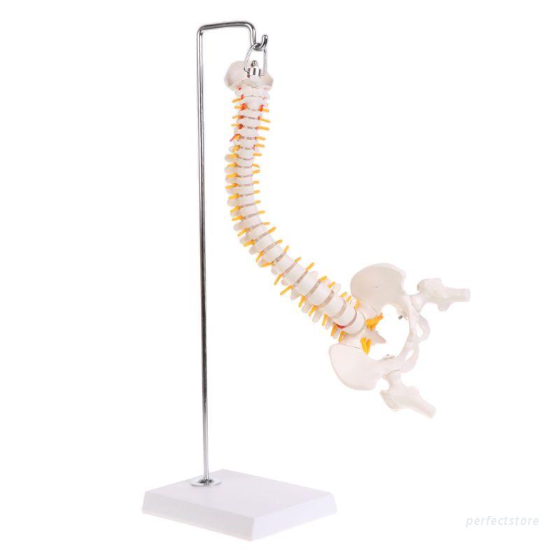 perfect 45cm Flexible Human Spinal Column Vertebral Lumbar Curve ...
