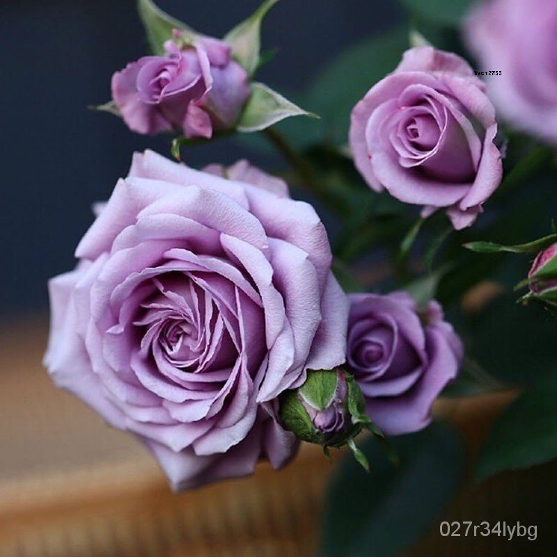 【COD】Rose Seeds Bonsai Flower Seeds Home Garden Balcony Plants Approx ...