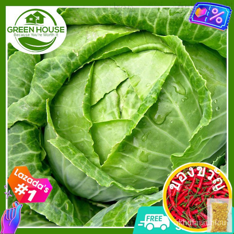 เรือนกระจก ปลูกผักพืชRepolyoกะหล่ำปลีเมล็ด (50เมล็ด) ปุ๋ยฟรีและคำแนะนำ ...