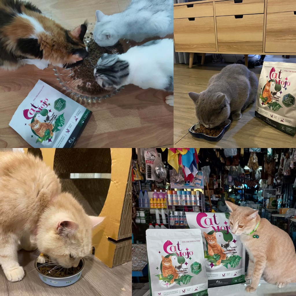 Cat Mojo อาหารแมว แคทโมโจ เกรนฟรี เกรดโฮลิสติก 10 กิโลกรัม (2 กิโล x 5 ...